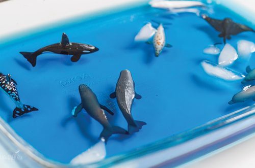 Easy Ocean Currents Science Experiment for Kids