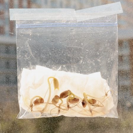 Easy Germinating Seeds in a Bag Experiment + Free Printable