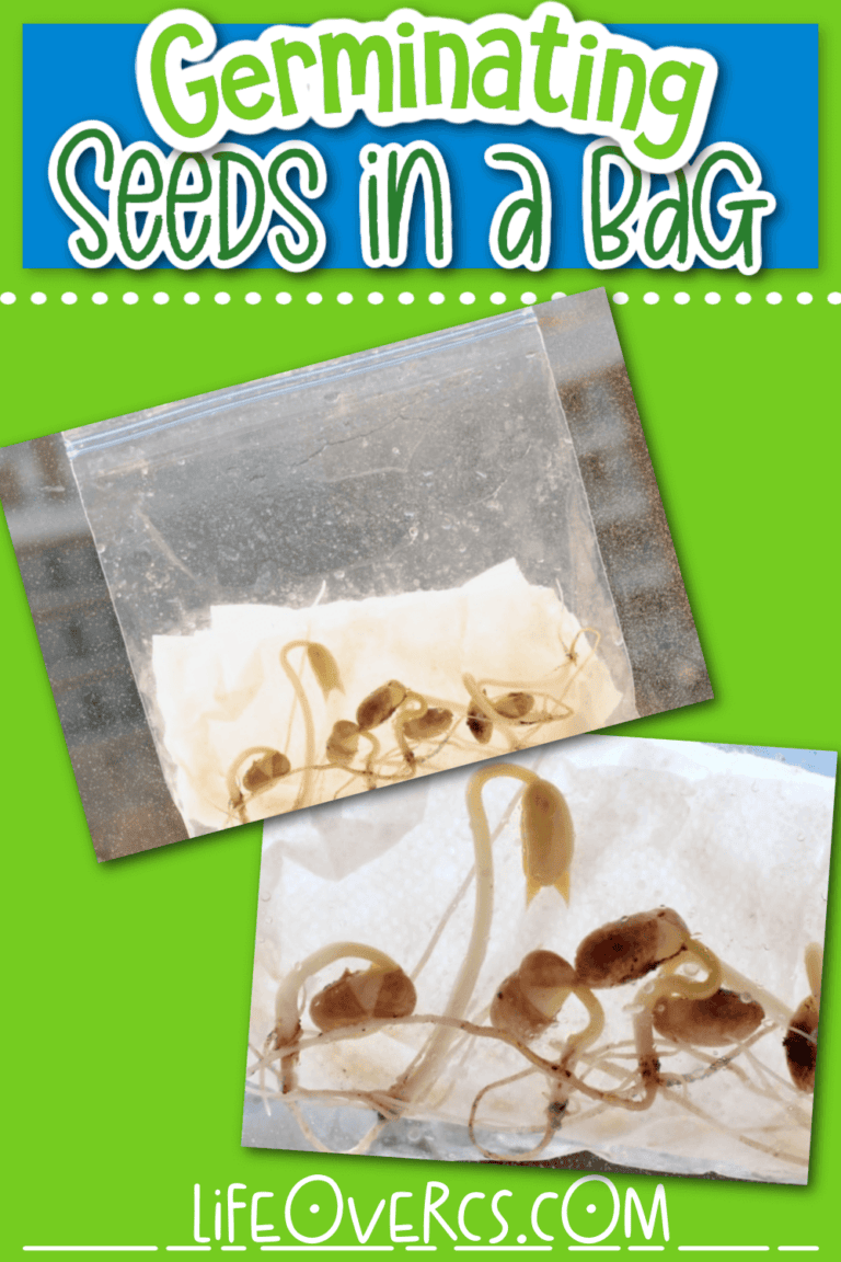 Easy Germinating Seeds in a Bag Experiment + Free Printable