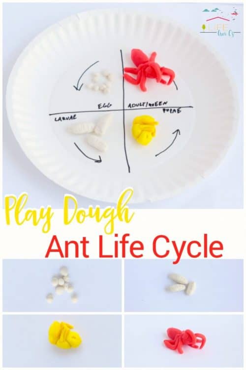 Fun Ant Life Cycle Activity with Play Dough