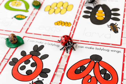 Free Printable Life Cycle of a Ladybug Play Dough Mats