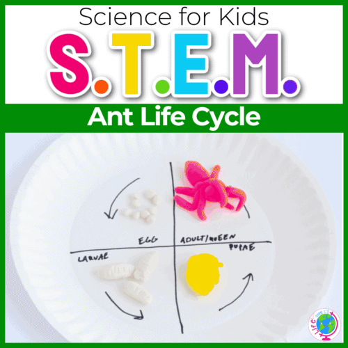 Free Printable Life Cycle of a Bee Play Dough Mats for Kids