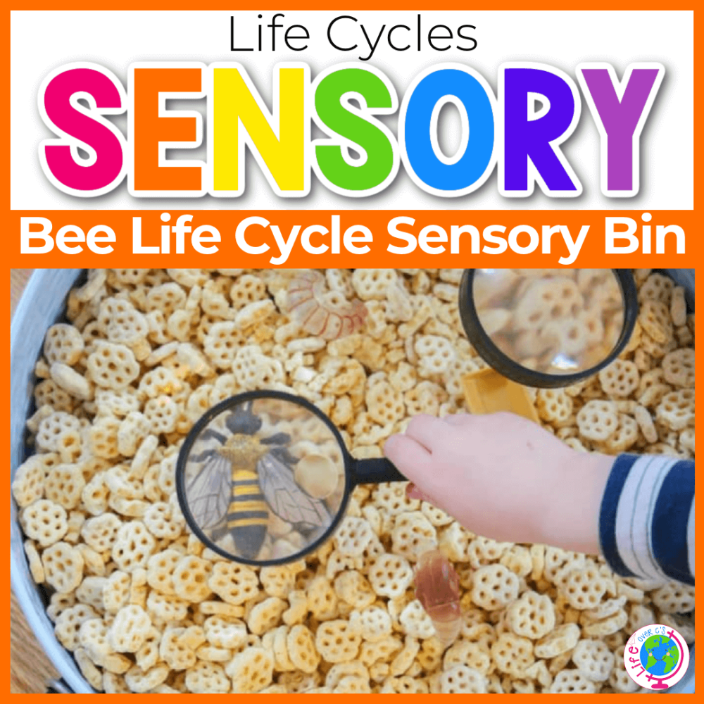 Easy Life Cycle of a Honey Bee Sensory Bin - Life Over C's