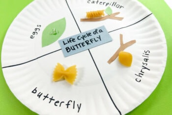 Paper Plate Life Cycle of a Butterfly Activity for Kids