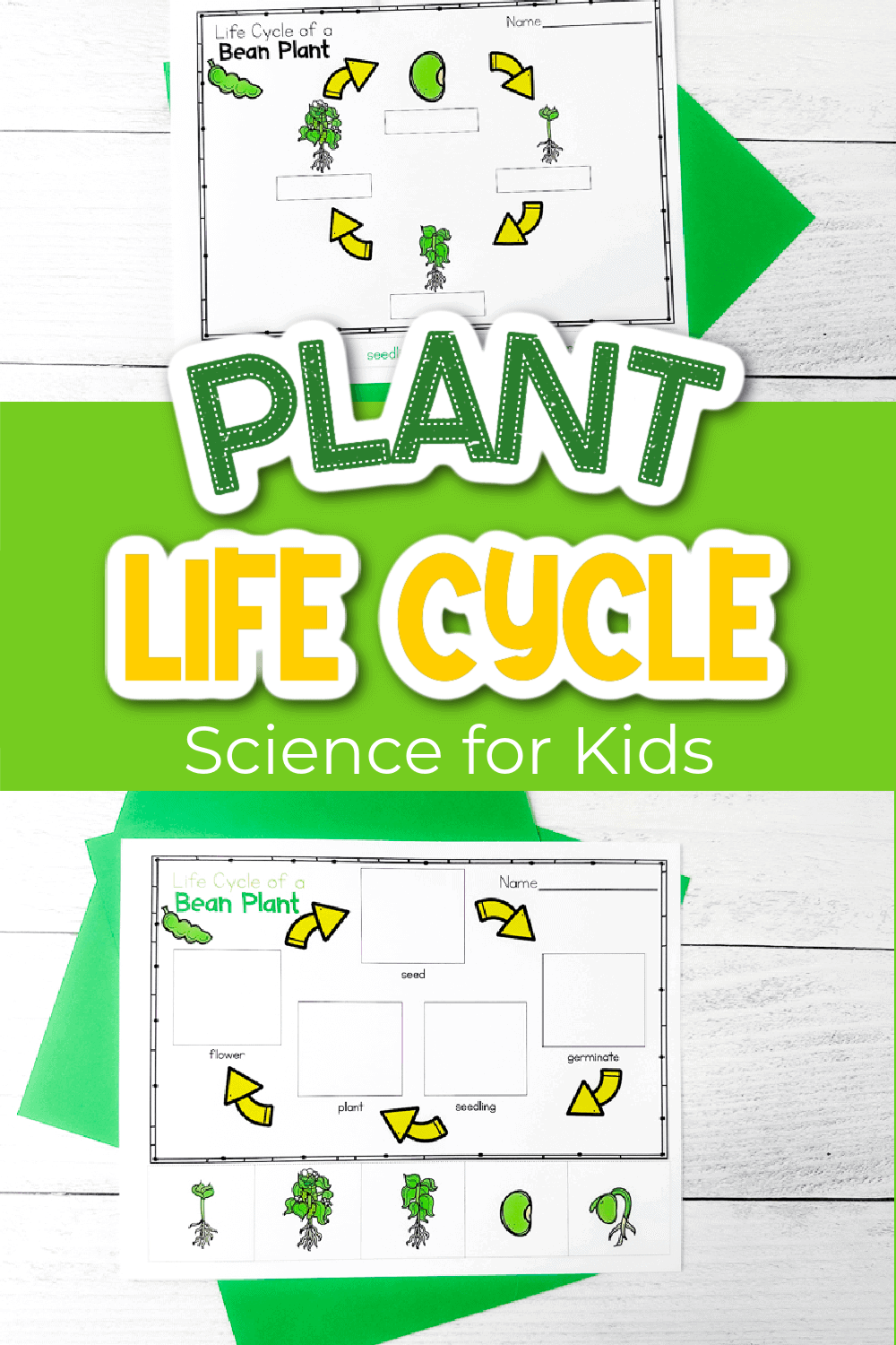 Free Printable Life Cycle of a Bean Plant Diagrams for Kids