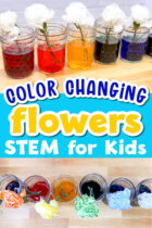 Easy Color Changing Flower Experiment- Science for Kids