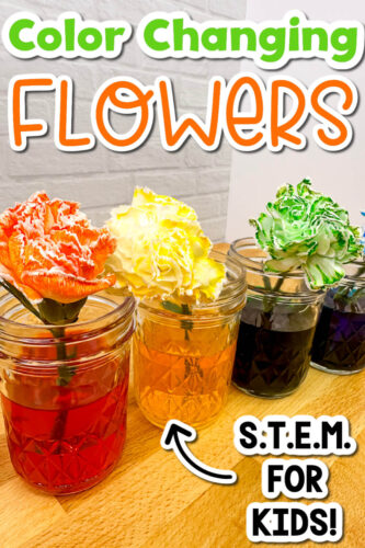 Easy Color Changing Flower Experiment- Science for Kids
