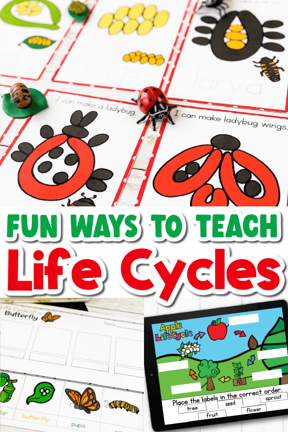 20+ Exciting Life Cycle Activities for Kids